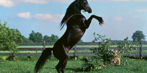 Horse Racing Movies | 8 Best Horse Movies of All Time - The Cinemaholic
