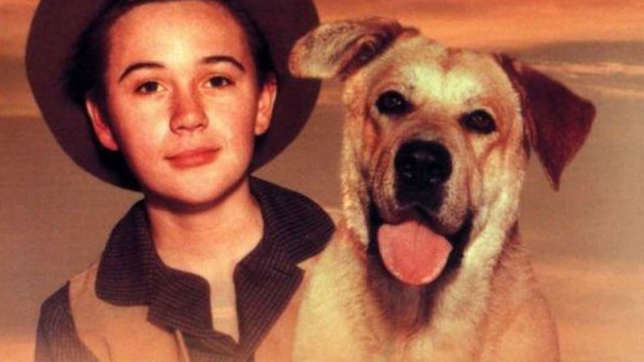 Dog Movies | 12 Best Films About Dogs Ever - The Cinemaholic