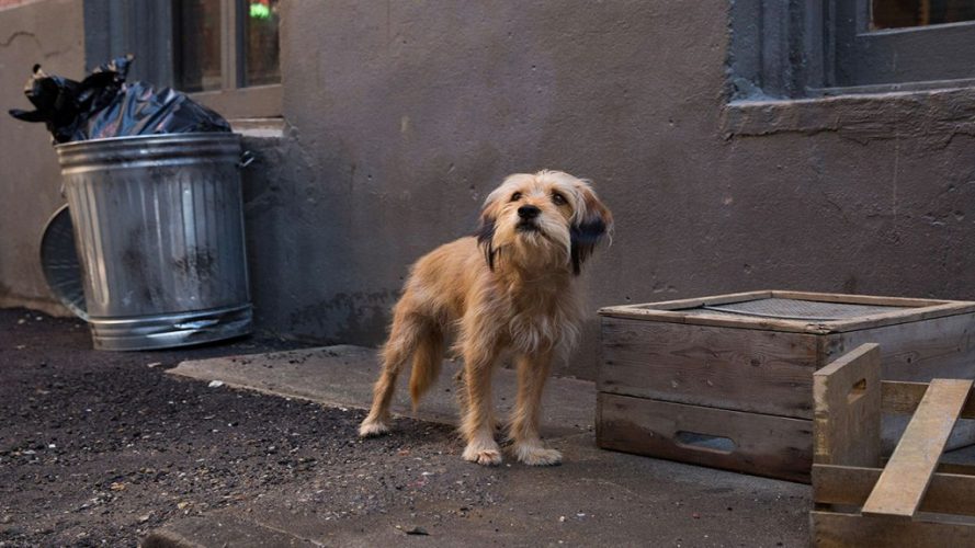 14 Best Dog Movies on Netflix Right Now