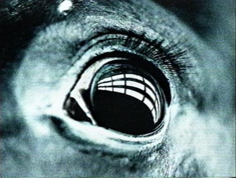 The Ring Ending, Explained | Who's the Girl "Samara"?