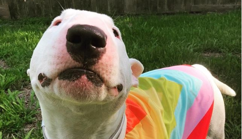 Did Walter the Dog Die: Truth Behind Walter the Dog's Death, Explained