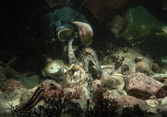 Craig Foster, My Octopus Teacher: Is He Married? Who is Craig Foster's ...