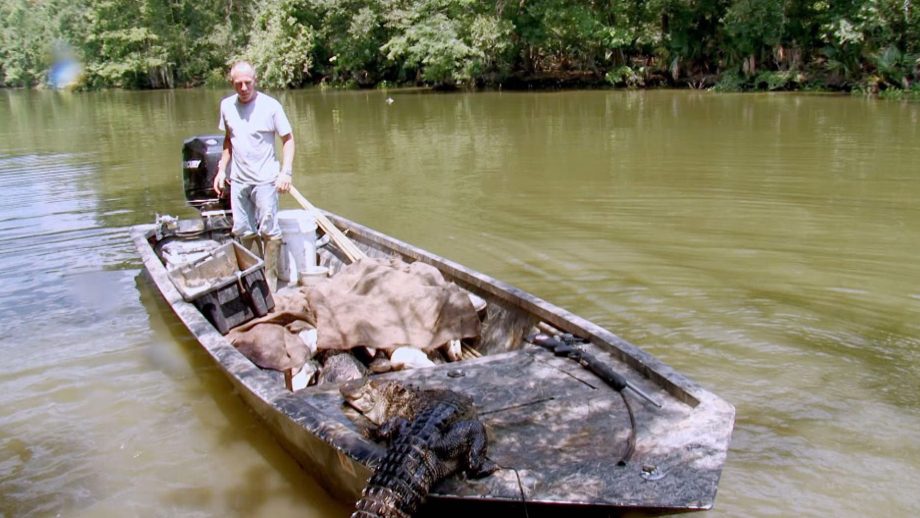 What Do Swamp People Do With the Alligators?