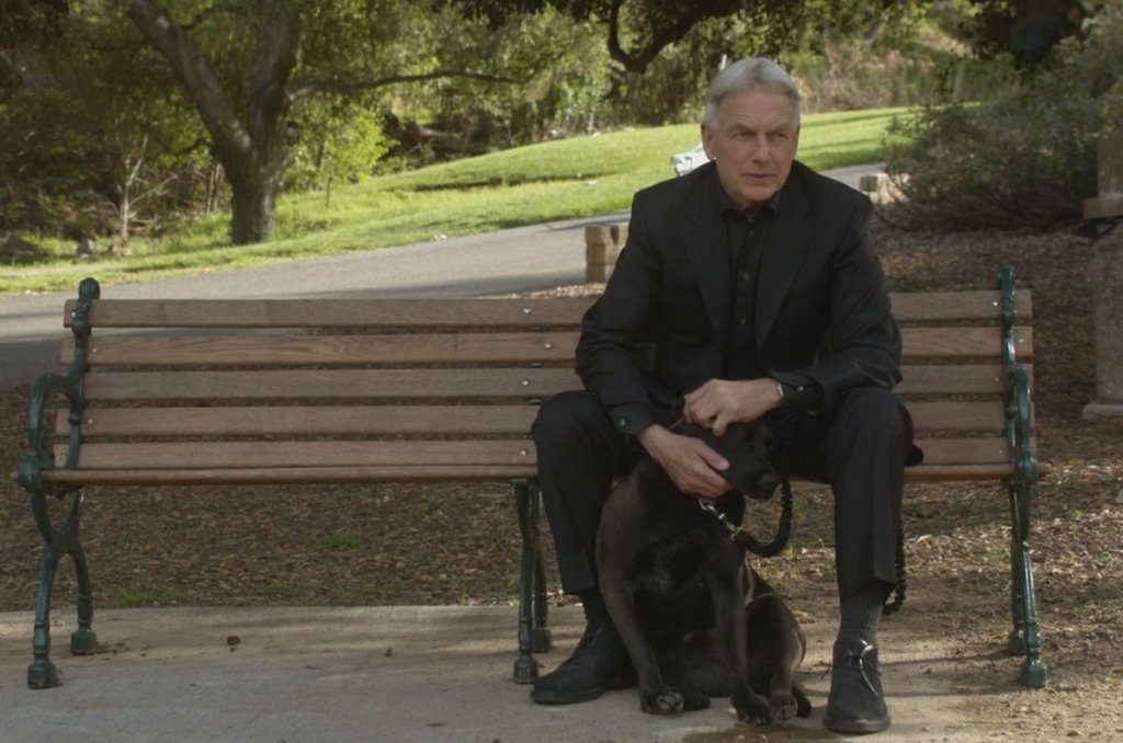 Does the Dog on NCIS Belong to Mark Harmon? What Kind of Dog Does ...