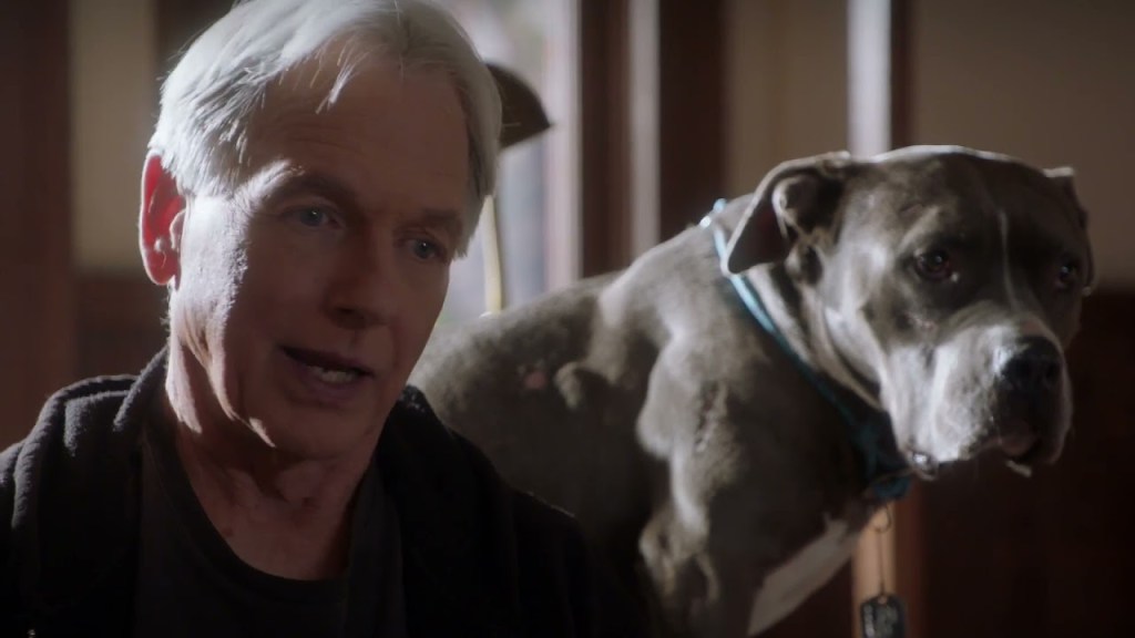 Does the Dog on NCIS Belong to Mark Harmon? What Kind of Dog Does ...