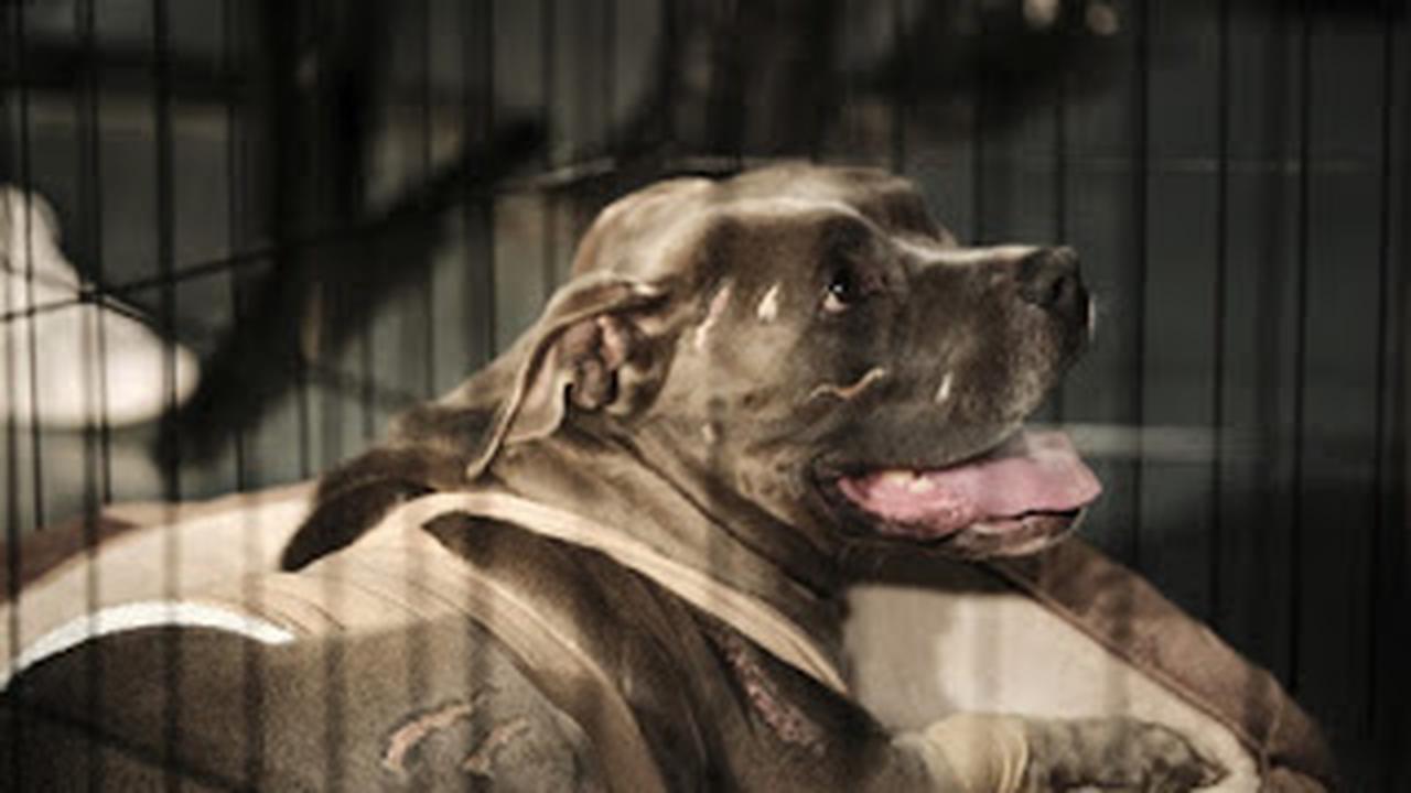Does the Dog on NCIS Belong to Mark Harmon? What Kind of Dog Does ...