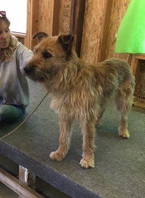 Is the Dog in Finch Real or CGI? Who Voices the Robot in Finch?