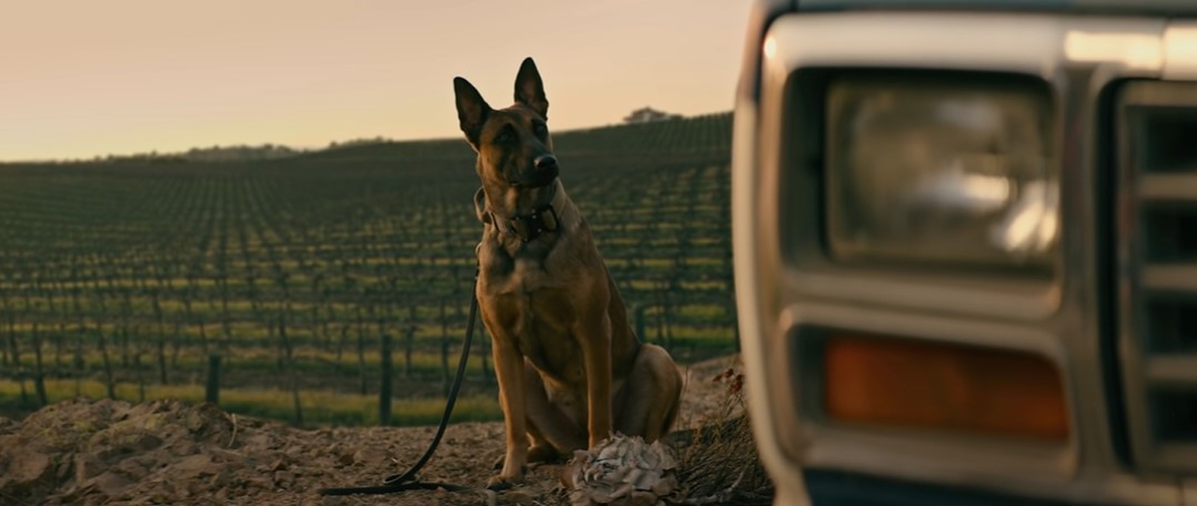 Is Lulu the Dog in Dog (2022) Real or CGI?