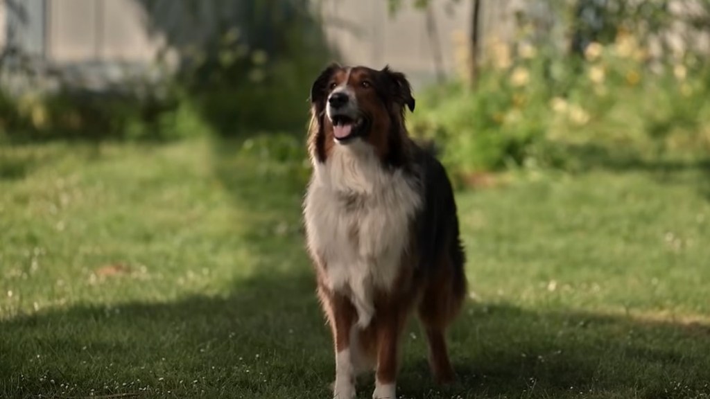 Is the Dog in Rescued by Ruby CGI or Real?