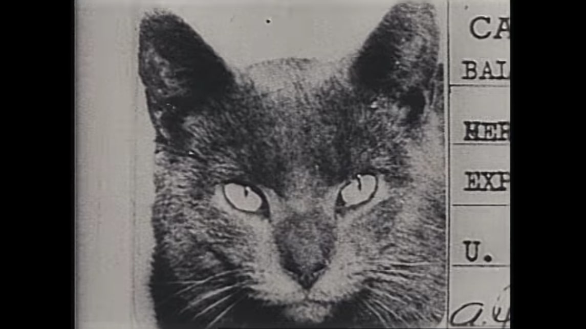 Was There Really a Cat Named Herman in the US Coast Guard?