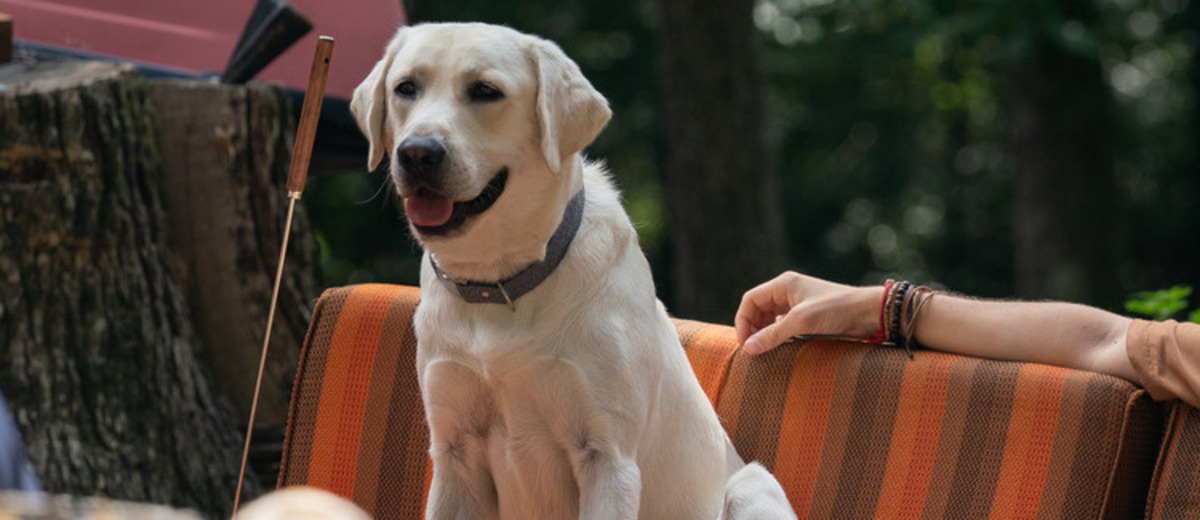 Where is Dog Gone's Gonker Now? Is He Dead or Alive?