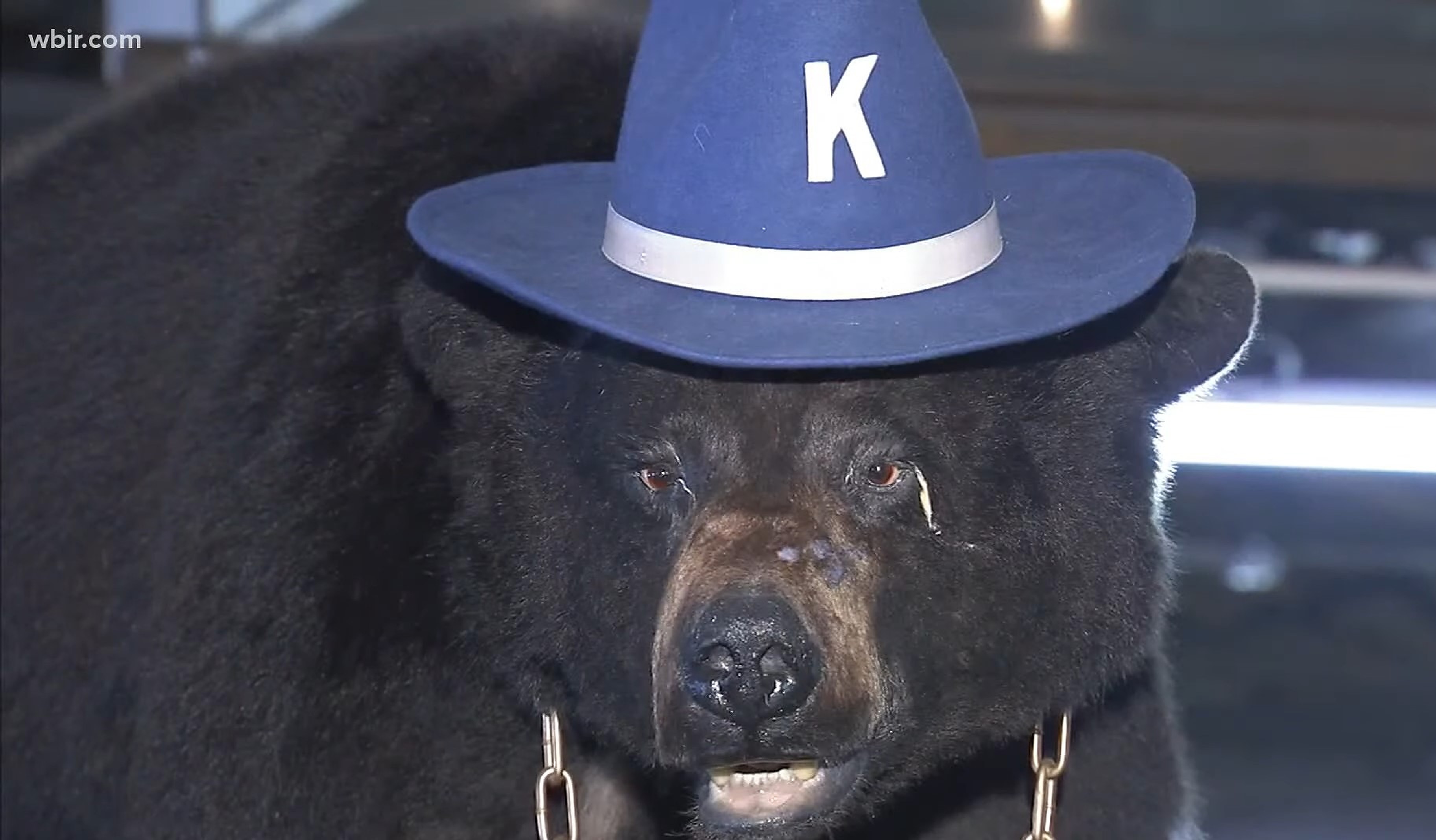 Did Cocaine Bear Kill People in Real Life? Where is He Today?