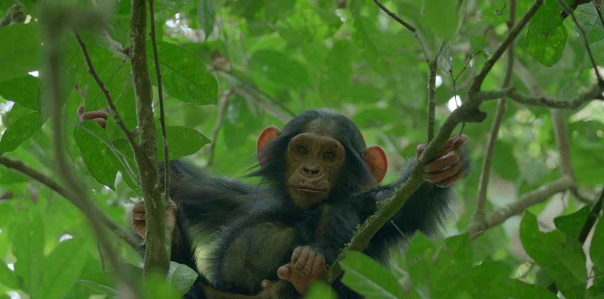 Chimp Empire: Filming Locations of the Netflix Show