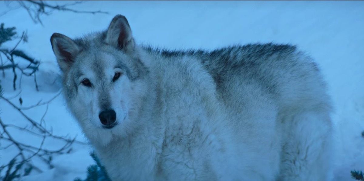 Is the Wolf in The Mother Real or CGI? What Does It Signify?