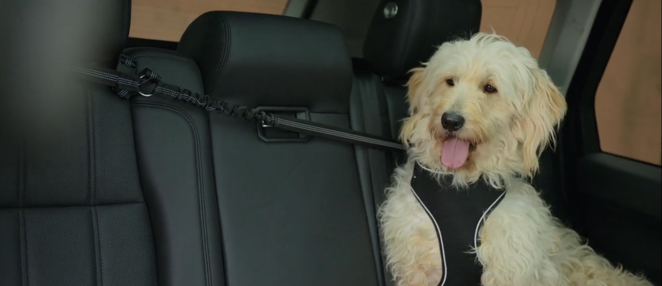 The Full Monty: What Happens to Chelsea the Dog?