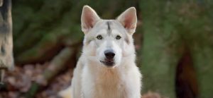 Does the Dog Rollo Die in Outlander?