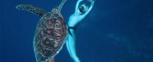 Hanako Hirose: Where is the Japanese Free Diver Today?