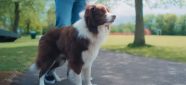 Heartstopper What Breed Is Nick s Dog Nellie Heartstopper What Breed Is Nick s Dog Nellie