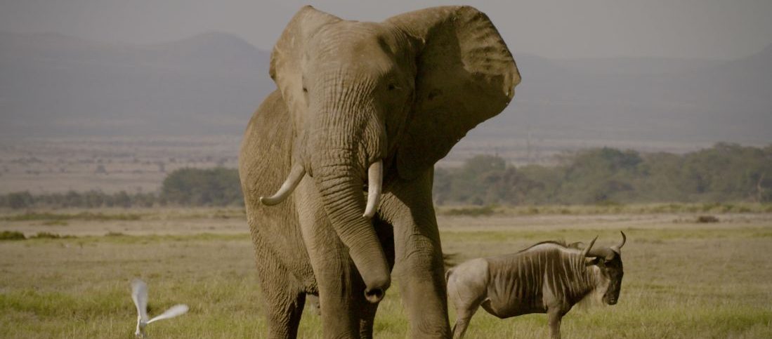 16 Best Animal Documentaries on Netflix Right Now