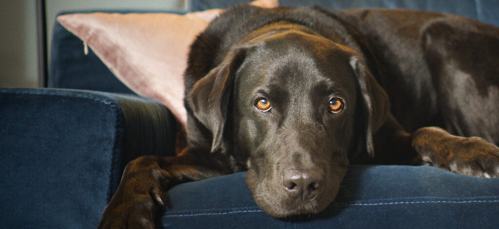 16 Best Animal Documentaries on Netflix Right Now