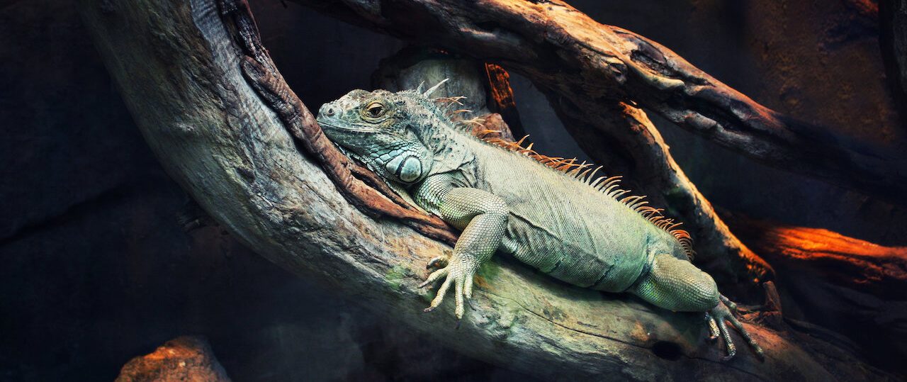 18 Best Animal Documentaries on Netflix Right Now
