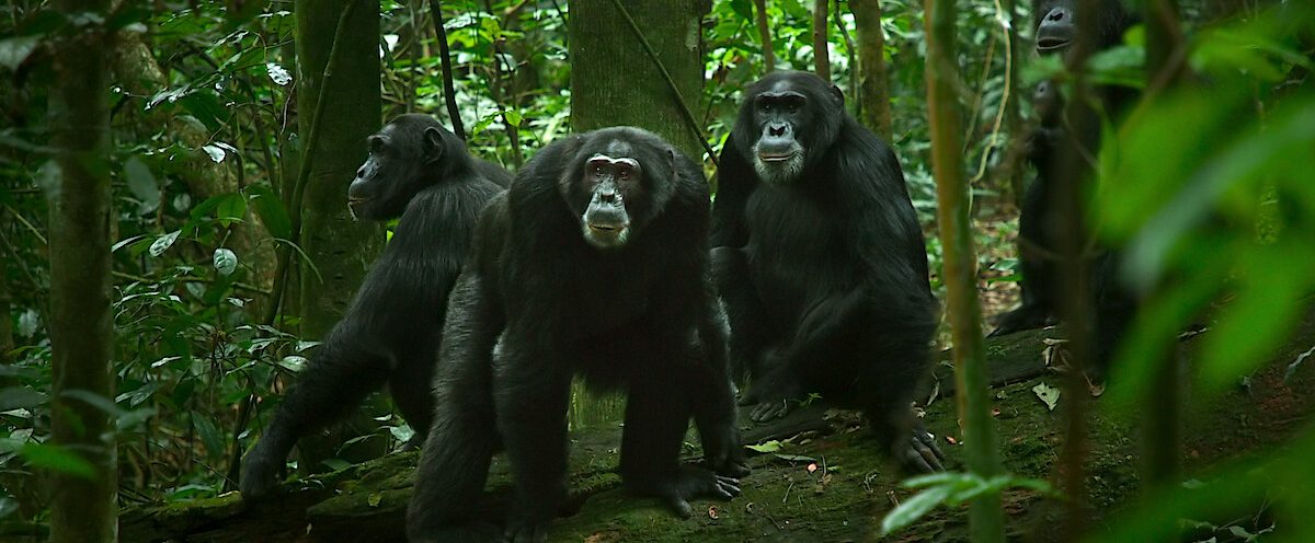 16 Best Animal Documentaries on Netflix Right Now