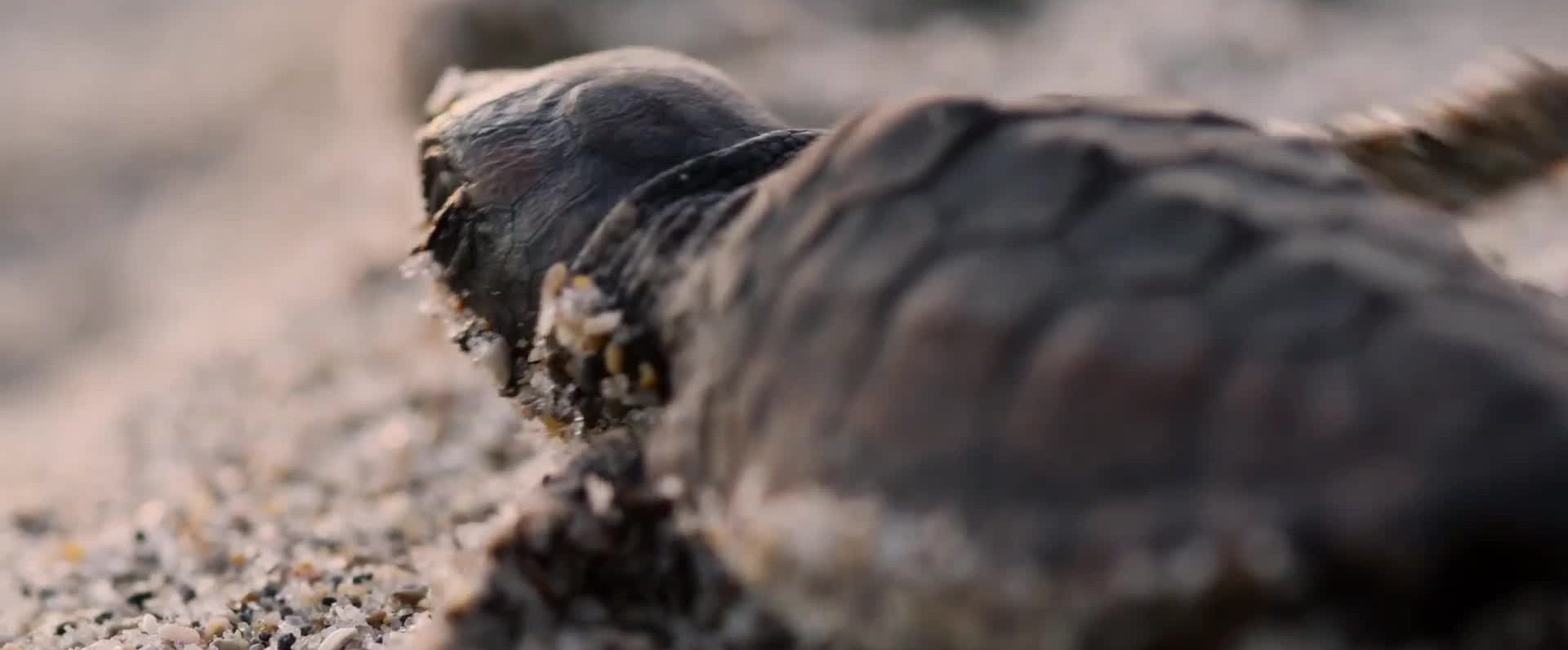 20 Best Documentaries on Apple TV+ Right Now