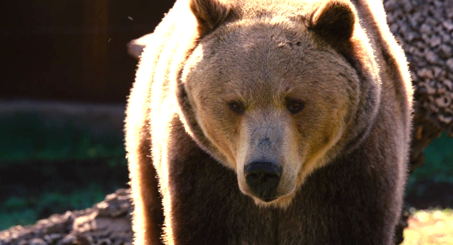 Are the Animals in We Bought a Zoo Real or CGI?