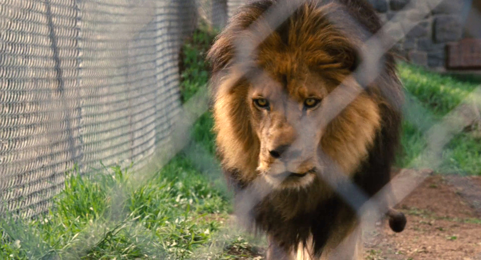 Are the Animals in We Bought a Zoo Real or CGI?