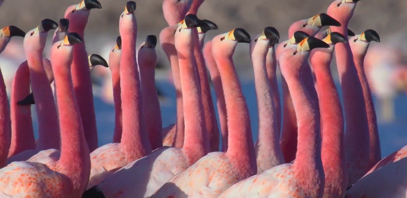 15 Best Animal Documentaries on Netflix Right Now