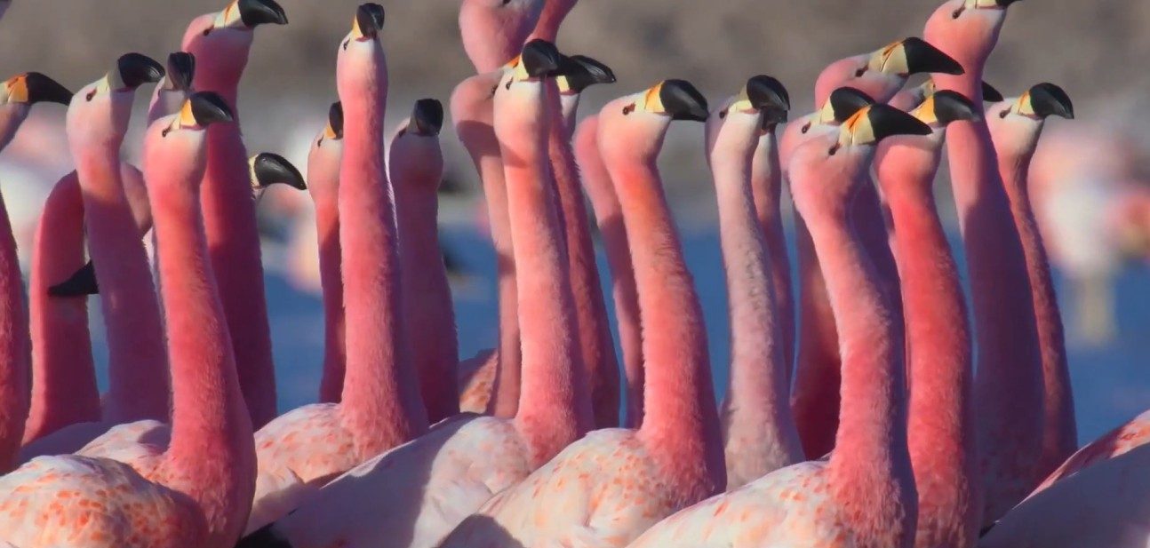 18 Best Animal Documentaries on Netflix Right Now