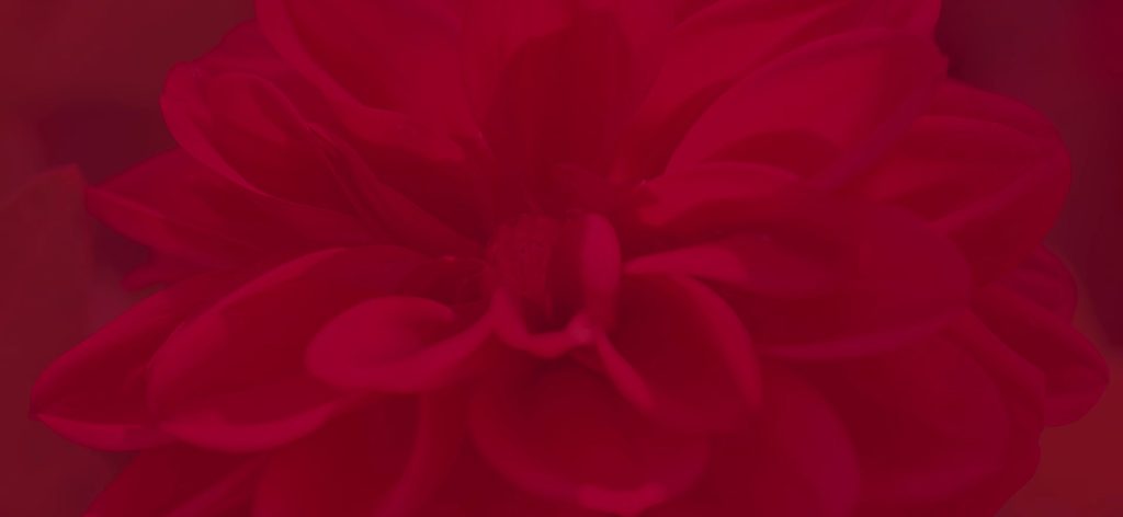 What is the Significance of the White, Red, and Black Screens in The ...