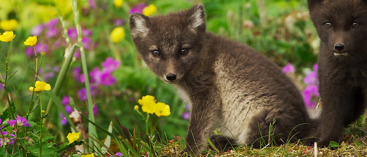 16 Best Animal Documentaries on Netflix Right Now