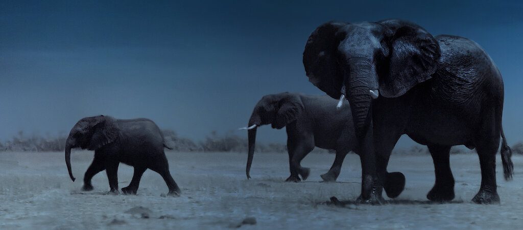 18 Best Animal Documentaries on Netflix Right Now