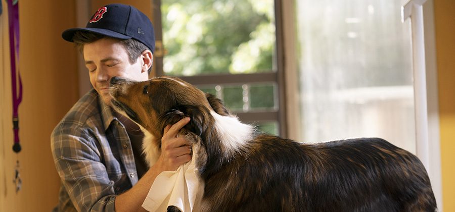 13 Best Dog Movies on Netflix Right Now