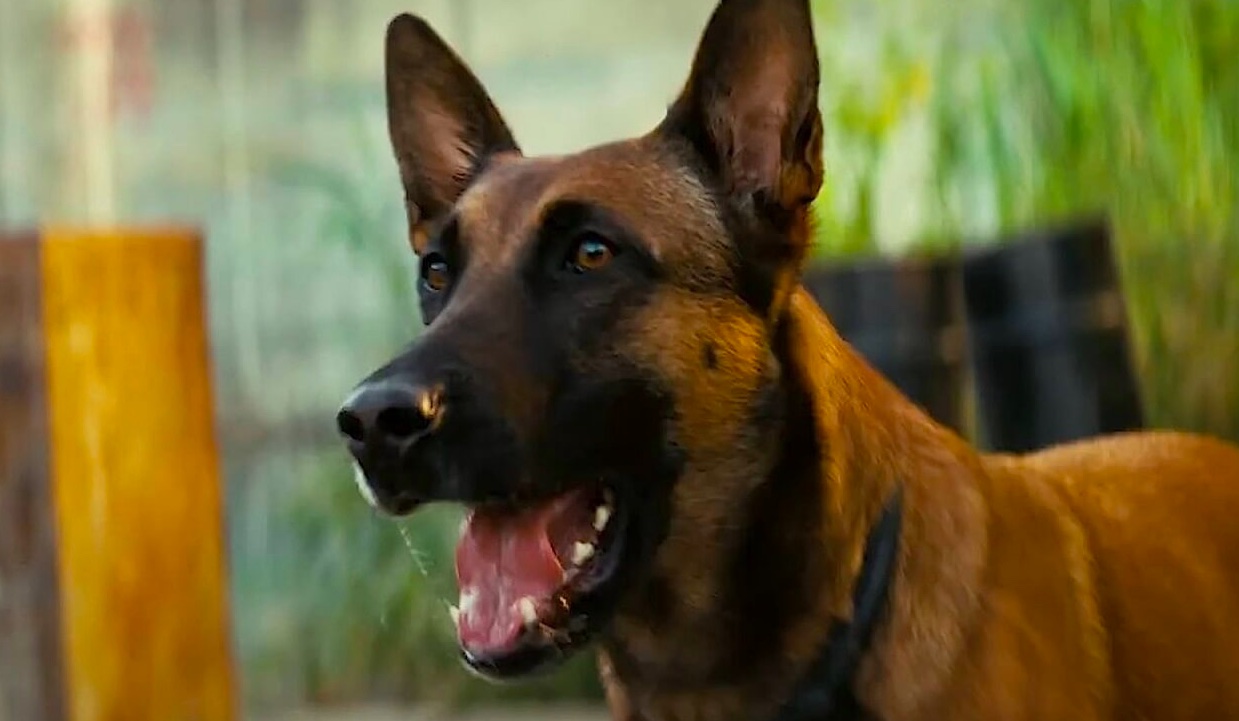 Fallout: What Happens to CX404? Does the Dog Die?