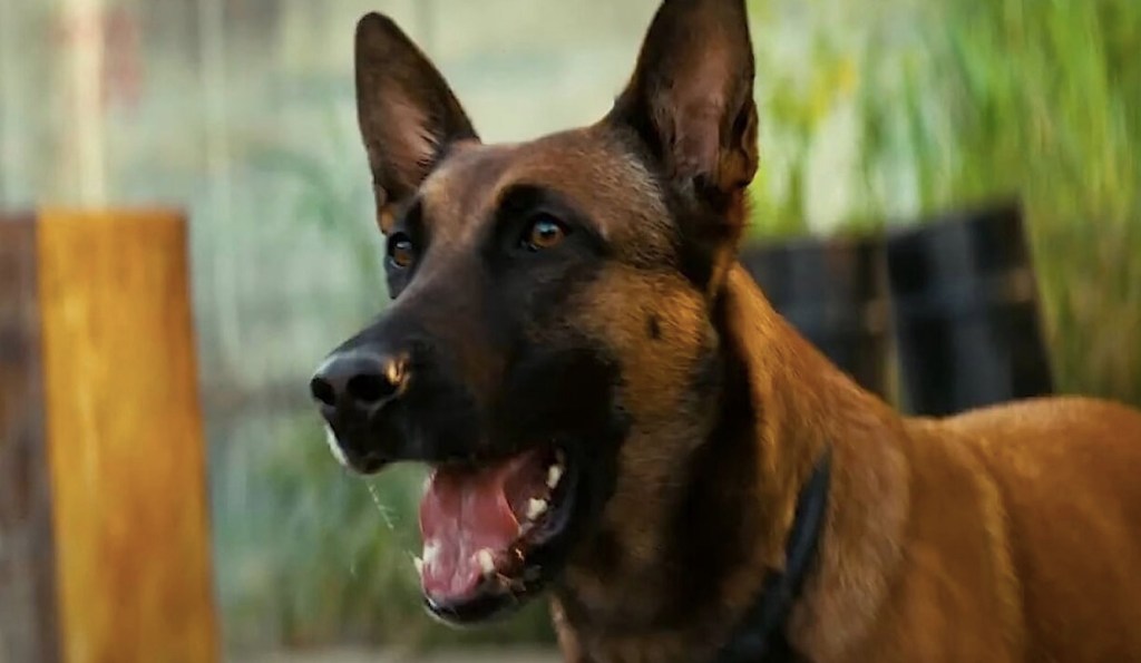 Fallout: What Happens to CX404? Does the Dog Die?