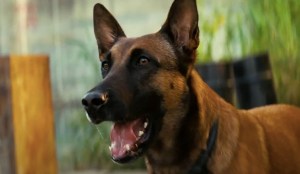 Fallout: What Happens to CX404? Does the Dog Die?