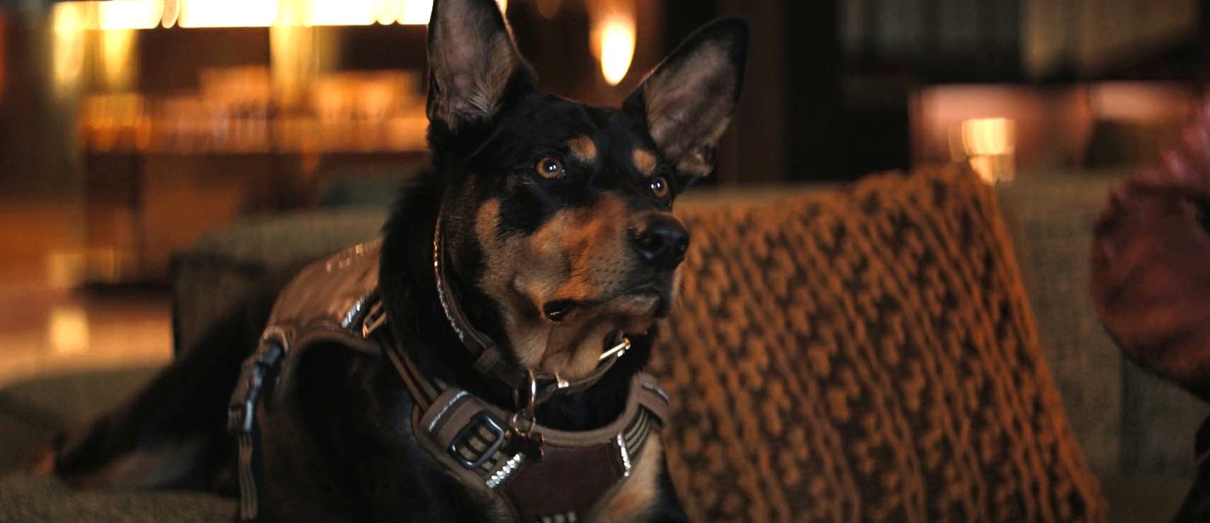 Is Jean-Claude a Real Dog? Was He Really a Part of The Fall Guy Stunts?