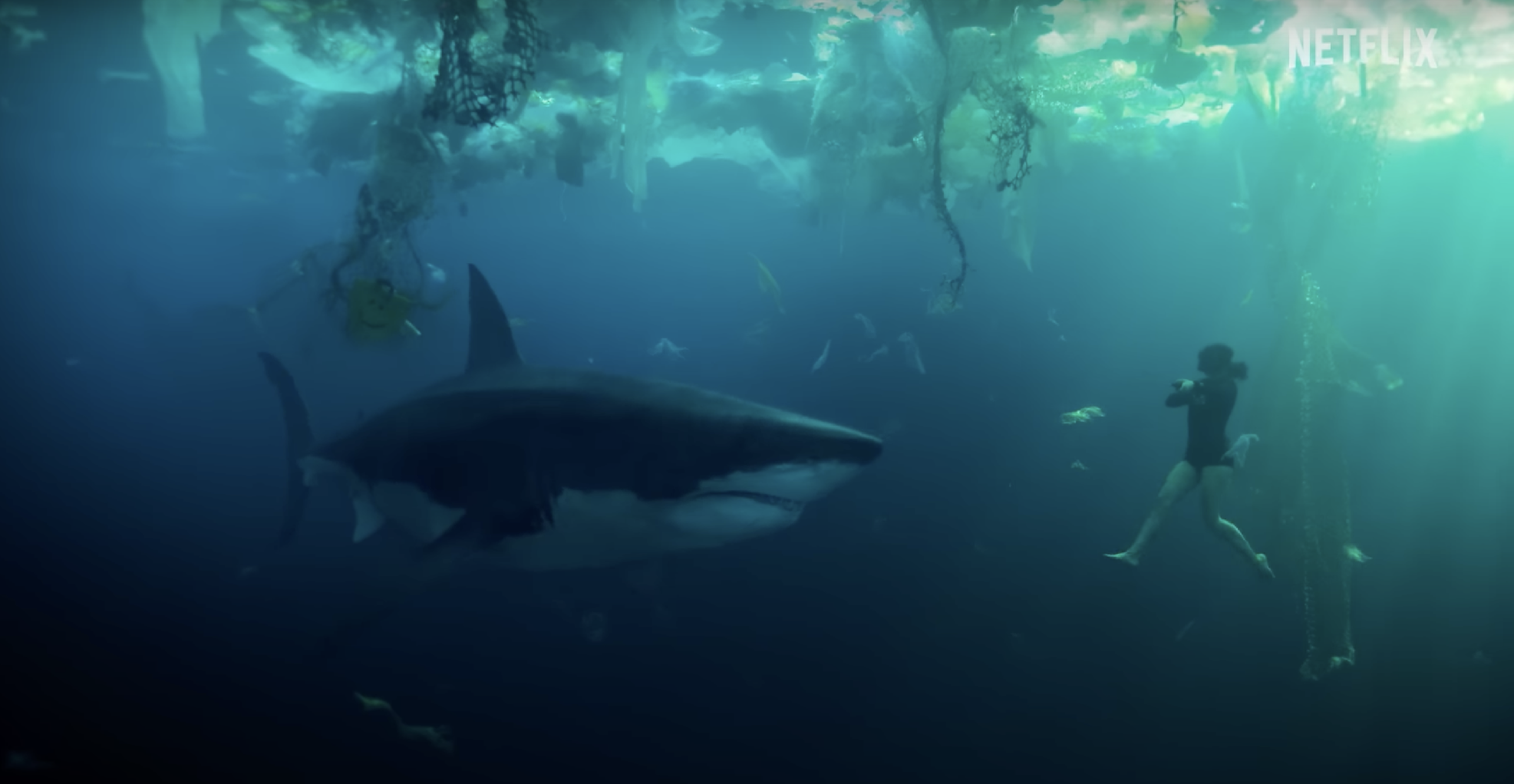 10 Best Shark Movies and TV Shows on Netflix Right Now