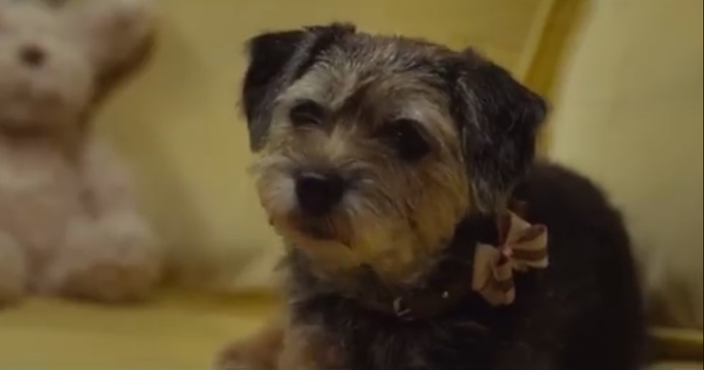 Wonder: How does Daisy the Dog Die?