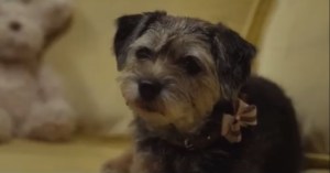 Wonder: How does Daisy the Dog Die?