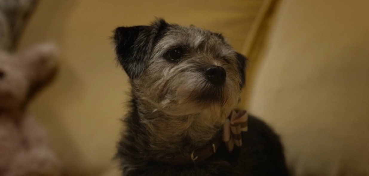 Wonder: How does Daisy the Dog Die?