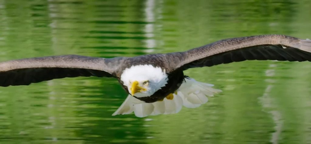 17 Best Nature Documentaries on Netflix Right Now