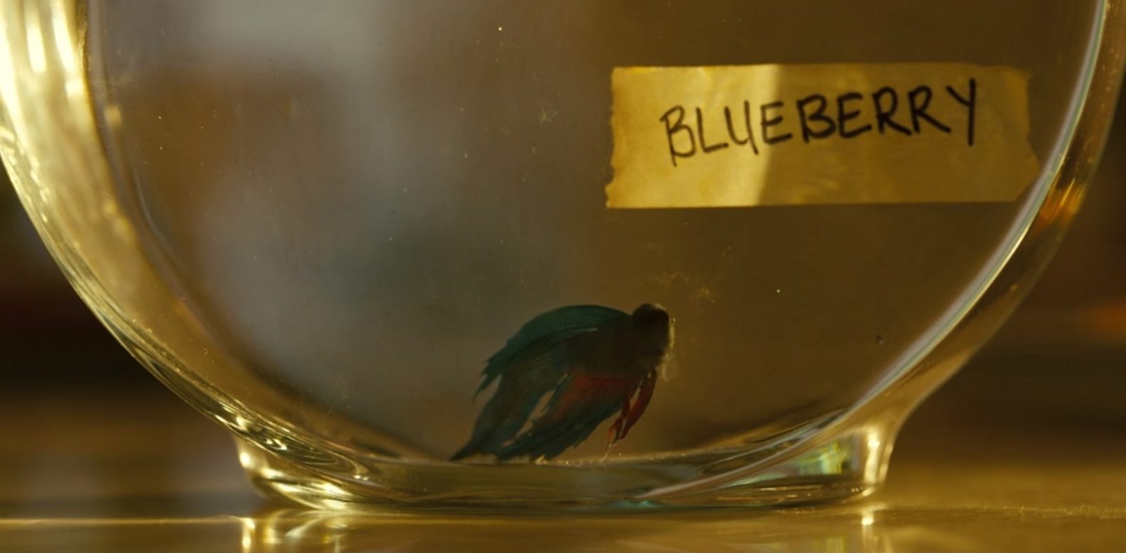 My Spy The Eternal City: Did Blueberry the Fish Die?