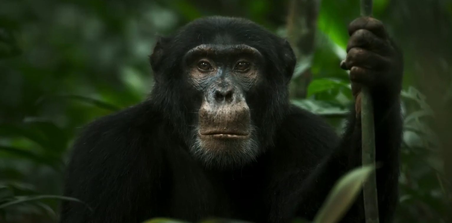 21 Best Nature Documentaries on Netflix Right Now