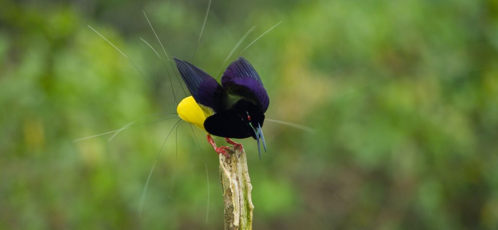 15 Best Nature Documentaries on Netflix Right Now