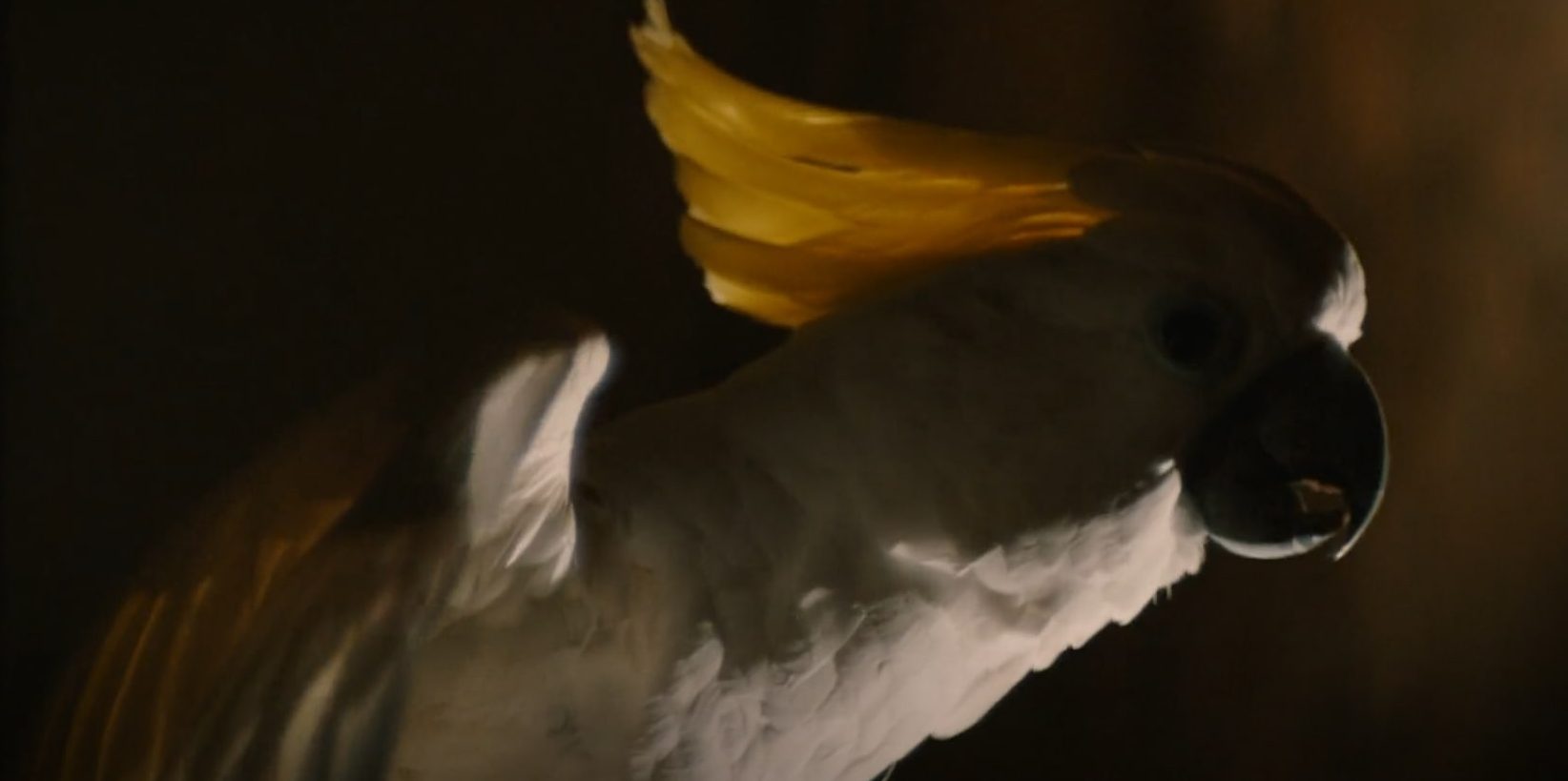 Does Harry the Bird Die in A Haunting in Venice?