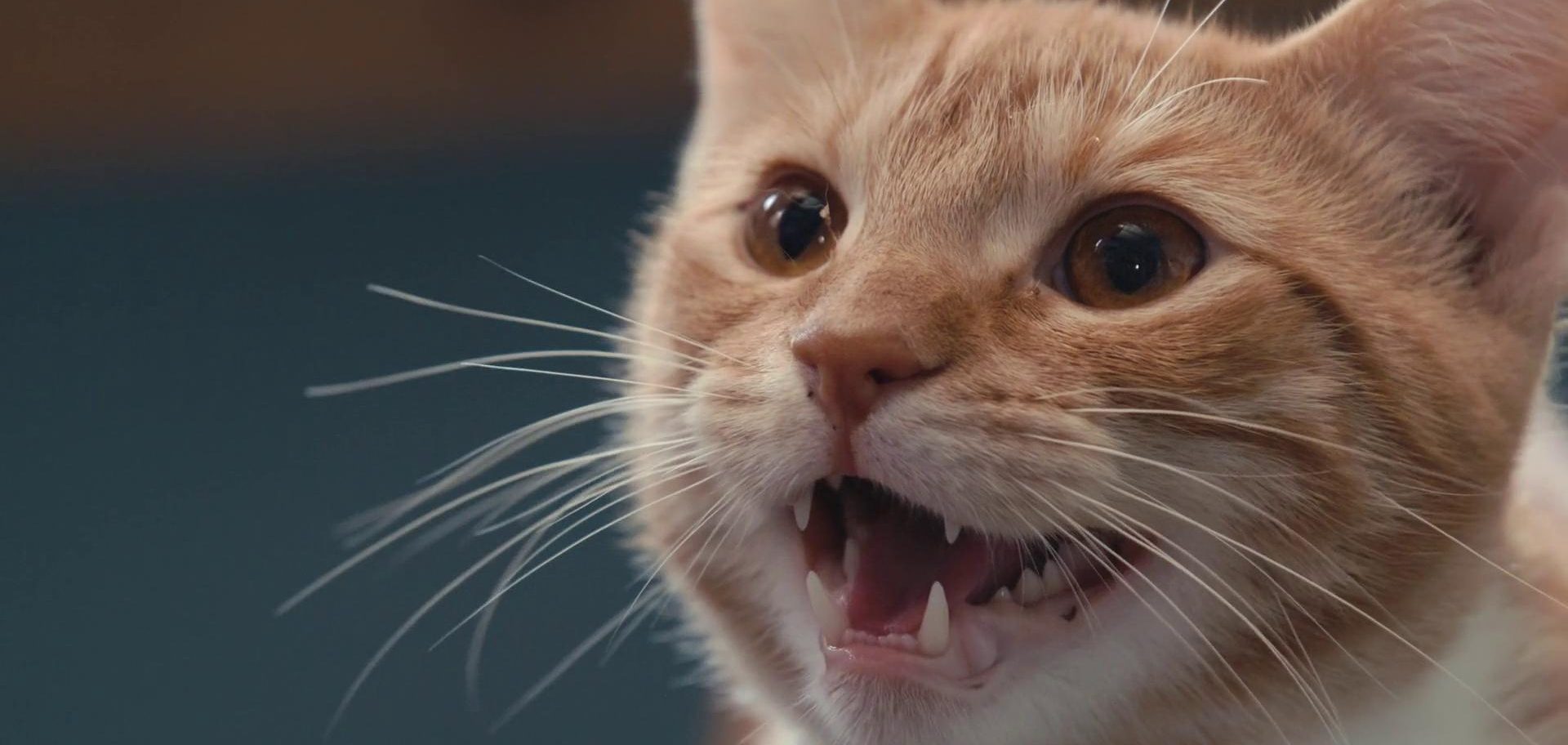 21 Best Nature Documentaries on Netflix Right Now