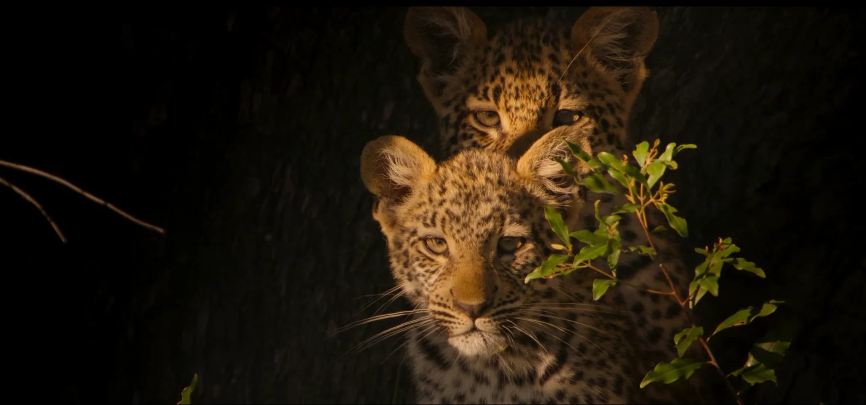 22 Best Nature Documentaries on Netflix Right Now